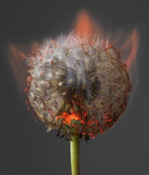 29 ARTS IN PROGRESS gallery